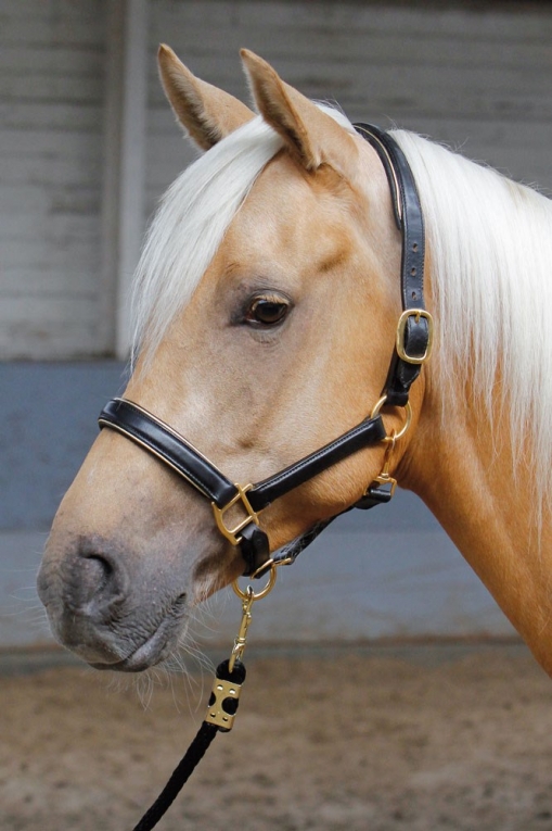 Harry's Horse Leren Halster met gouden bies - Halsters - ruitersporthoeve